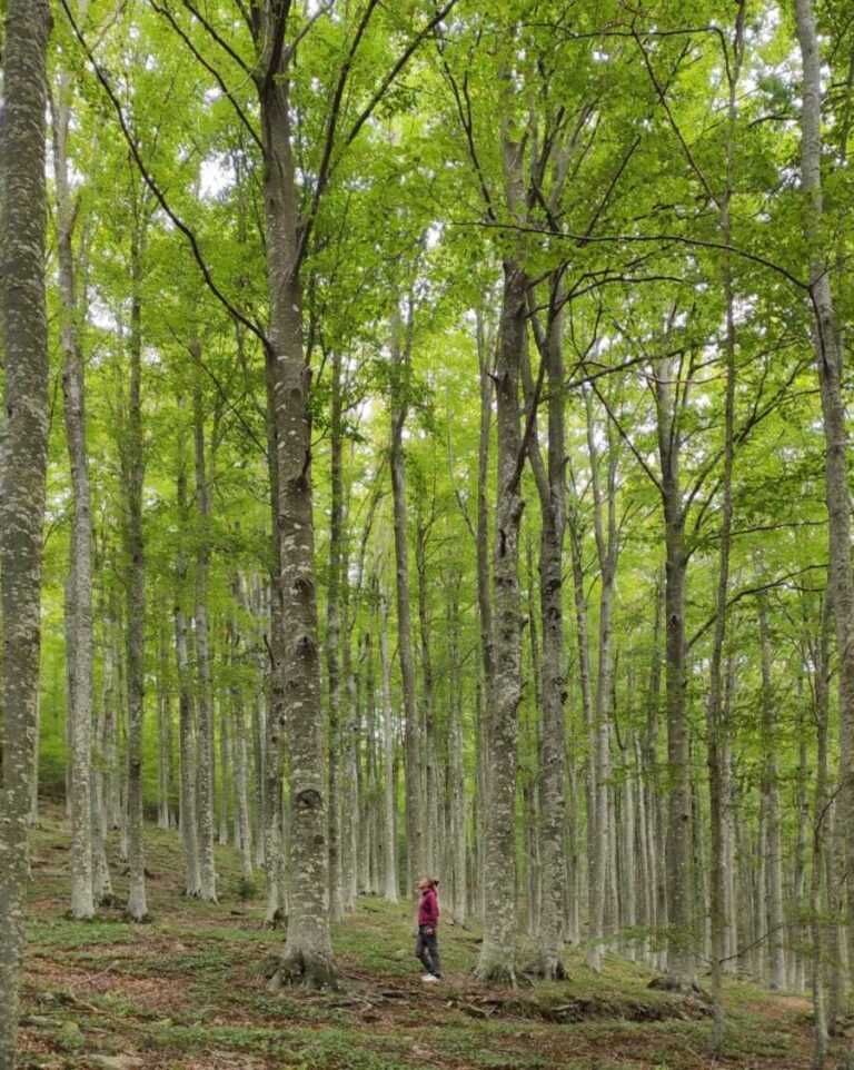 Le foreste più belle del mondo: la mia TOP 4